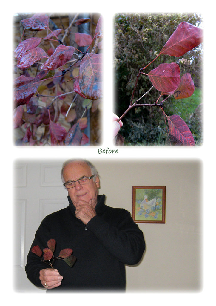 Ian Brash CPAGB BPE2: Di PIMS – in partnership with Pat Couder CPAGB ...