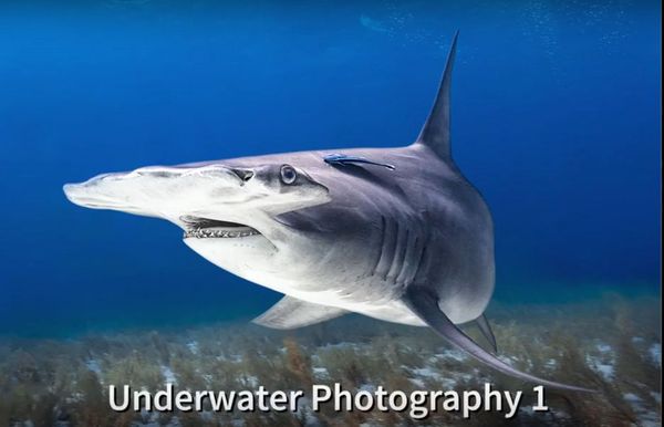 Underwater Photography 1 – from swimming pools to sharks – Hampton Hill ...